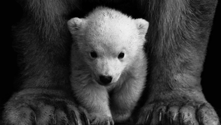 General | Bossett Wiki